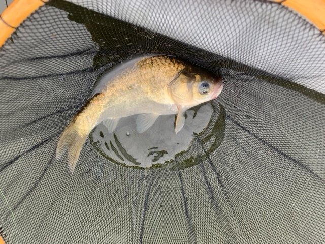 2021年06月07日(月) 埼玉県 岩槻インター店の釣果です。[釣具のキャスティング]