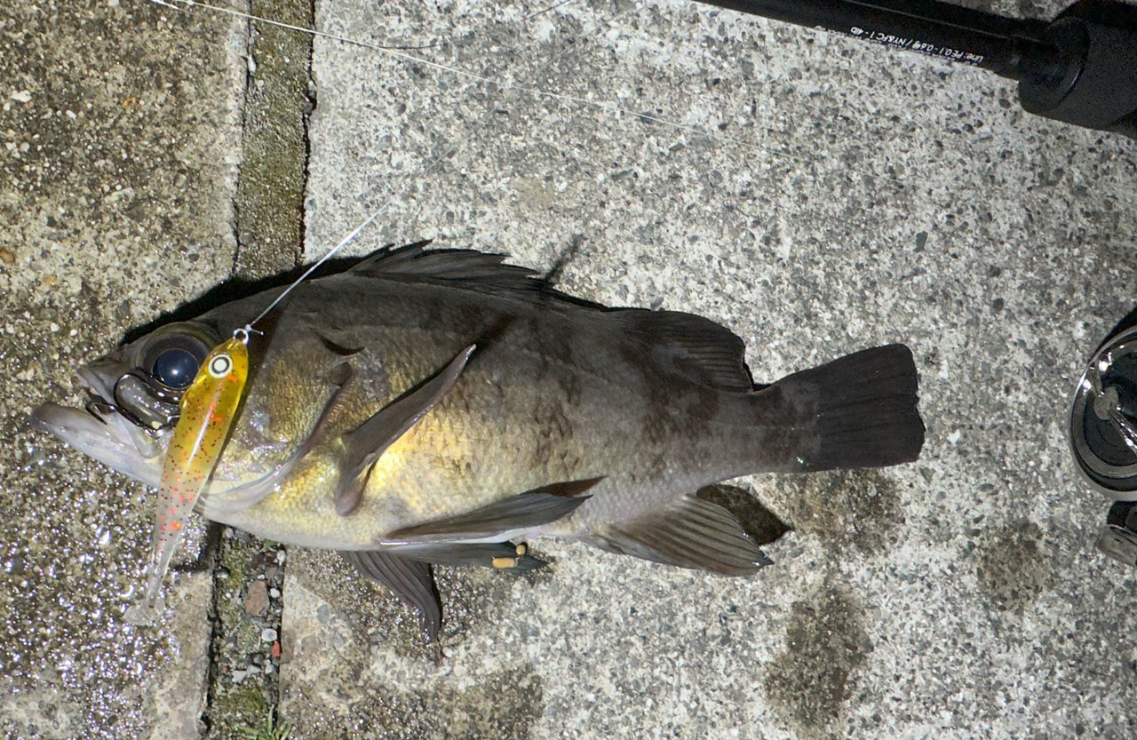 最新釣果 - いわき鹿島店 [釣具のキャスティング]