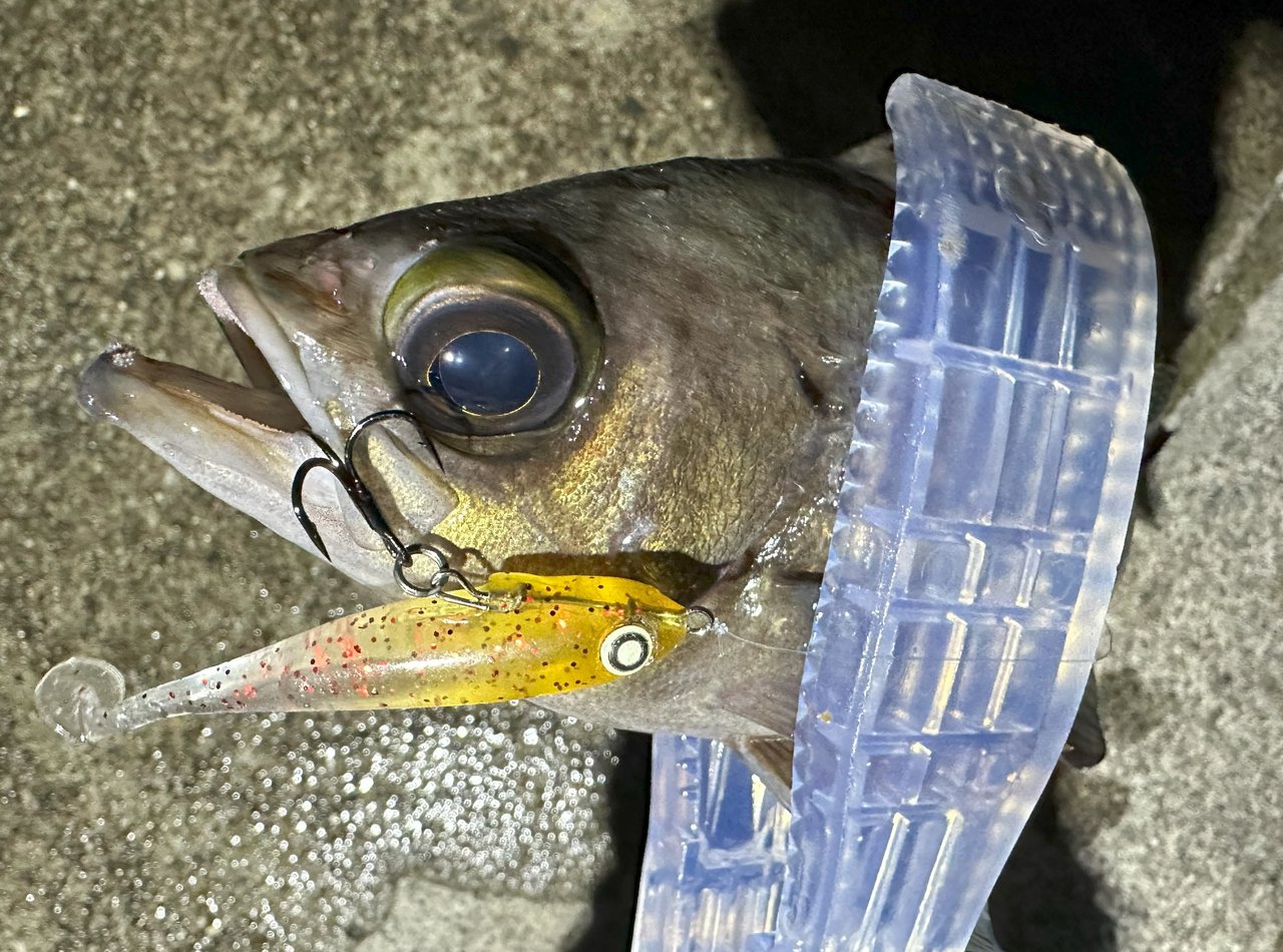 最新釣果 - いわき鹿島店 [釣具のキャスティング]