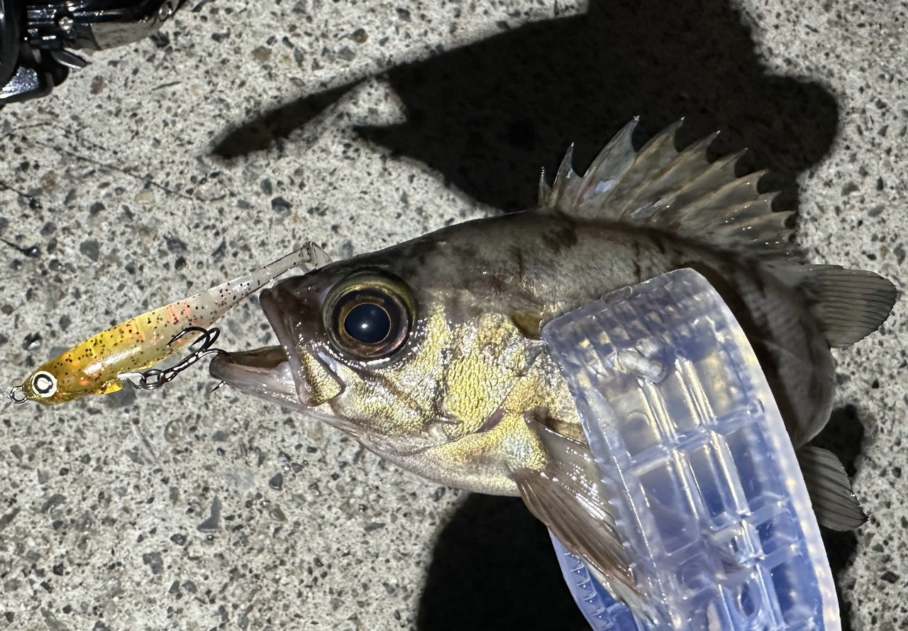 最新釣果 - いわき鹿島店 [釣具のキャスティング]