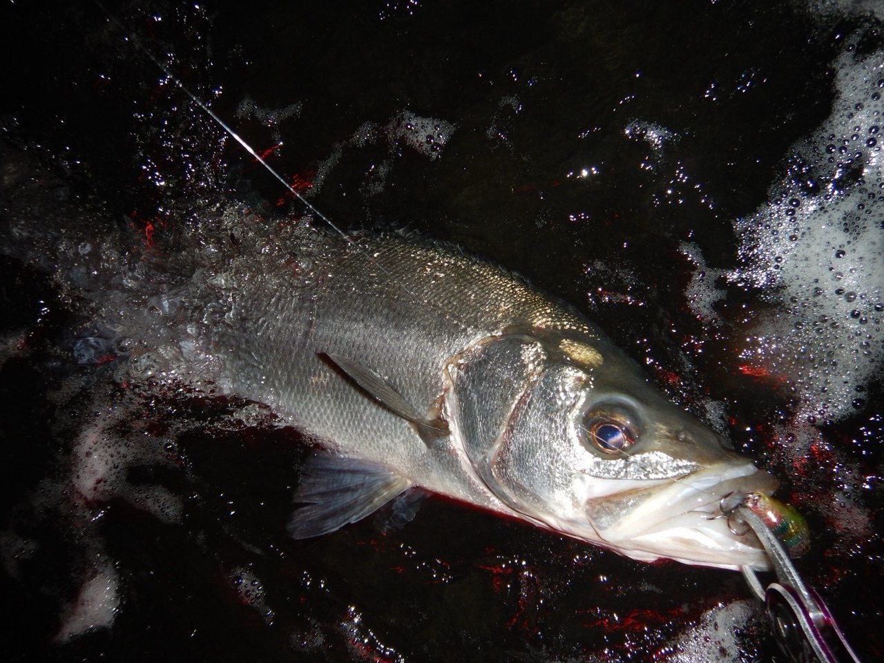 2025年03月29日(土) 千葉県 イオンモール木更津店の釣果です。[釣具のキャスティング]