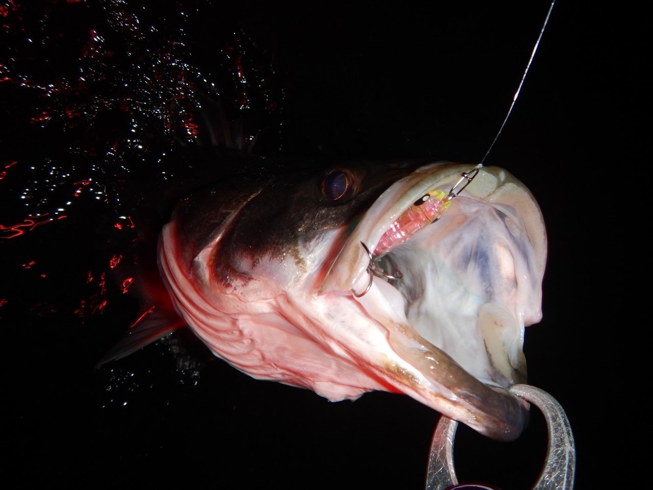 2025年03月29日(土) 千葉県 イオンモール木更津店の釣果です。[釣具のキャスティング]