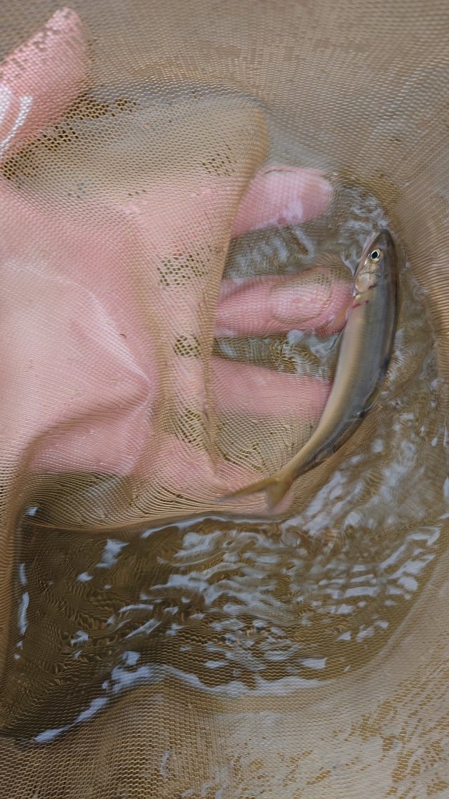 ダイワ ウェア DE-7125 スペシャルハーフスリーブシャツ【即日発送】(M