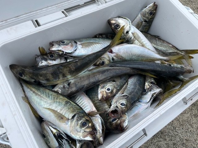 アルファタックル ライトゲームロッド アルファソニック ライトアジ 75